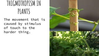 TROPISM IN PLANTS.pptx