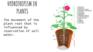TROPISM IN PLANTS.pptx