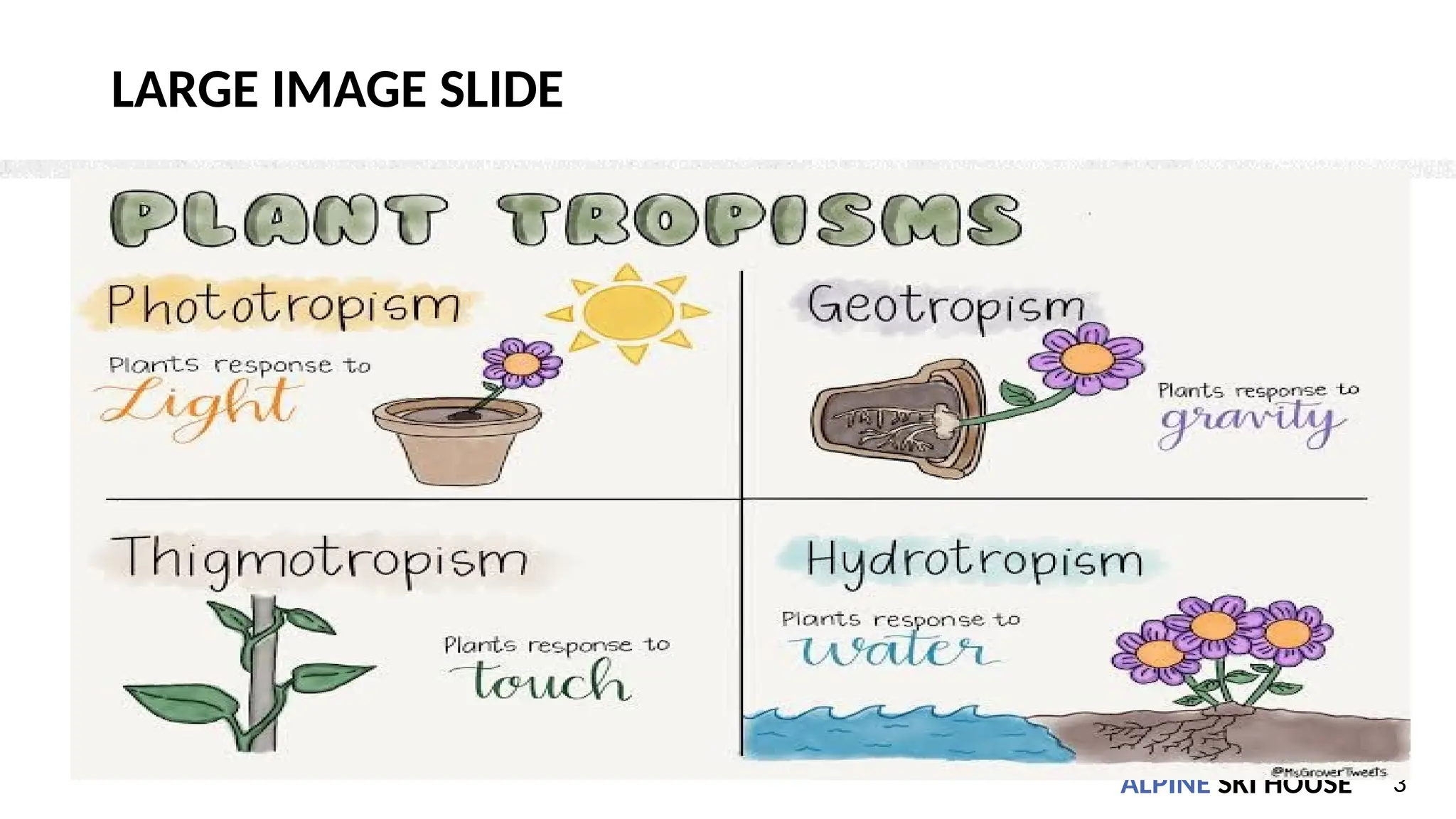 Life Sciences Plant Tropism PRESENTATION.pptx