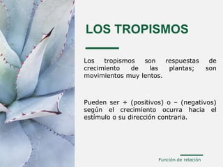 Tropismos y nastias | PPTX