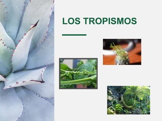 Tropismos y nastias | PPTX