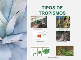 Tropismos y nastias | PPTX