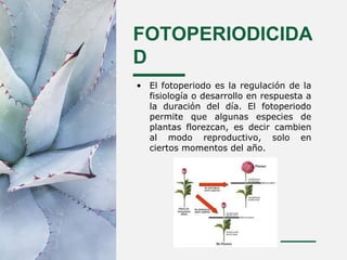 Tropismos y nastias | PPTX