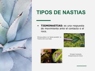Tropismos y nastias | PPTX