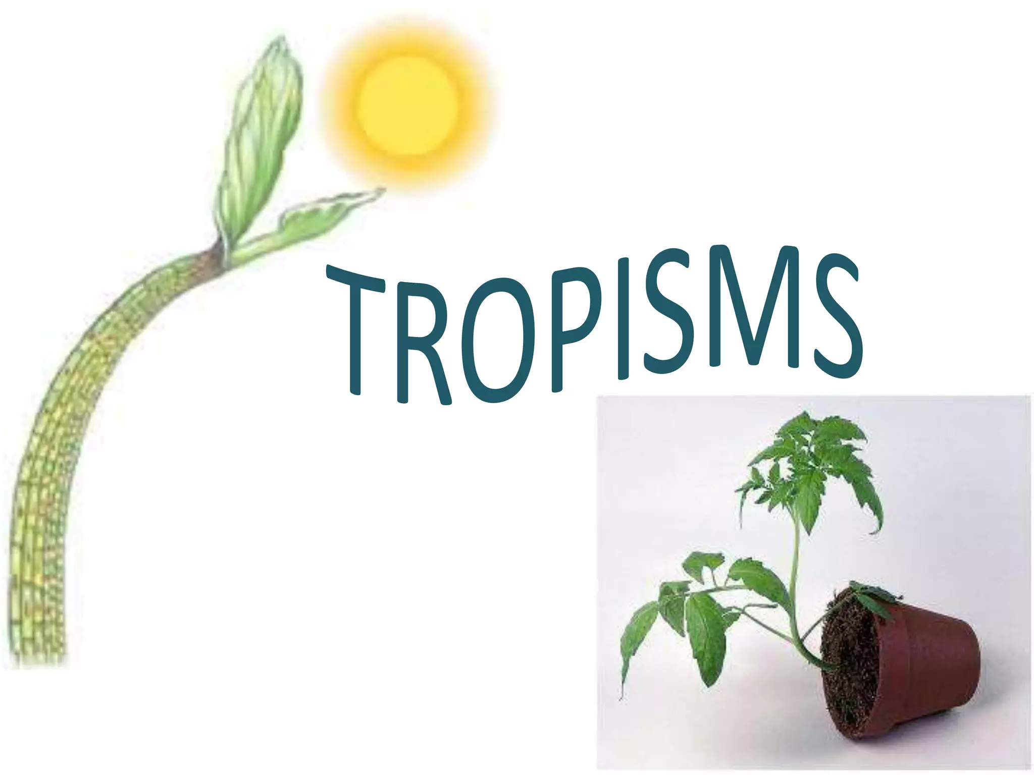 Tropisms | PPTX