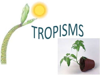 Tropisms | PPTX