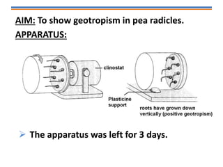 Geotropism Tropisms