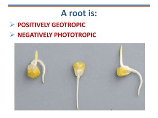 Geotropism Tropisms