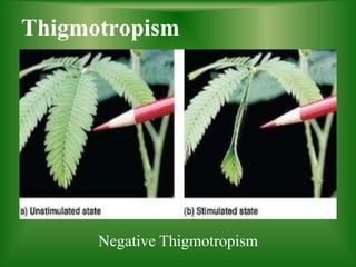 Tropism (slide share) | PPTX | Biological Sciences | Science