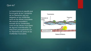 Tropomiosina.pptx