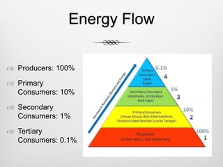 Tropical Rainforest Energy Pyramid