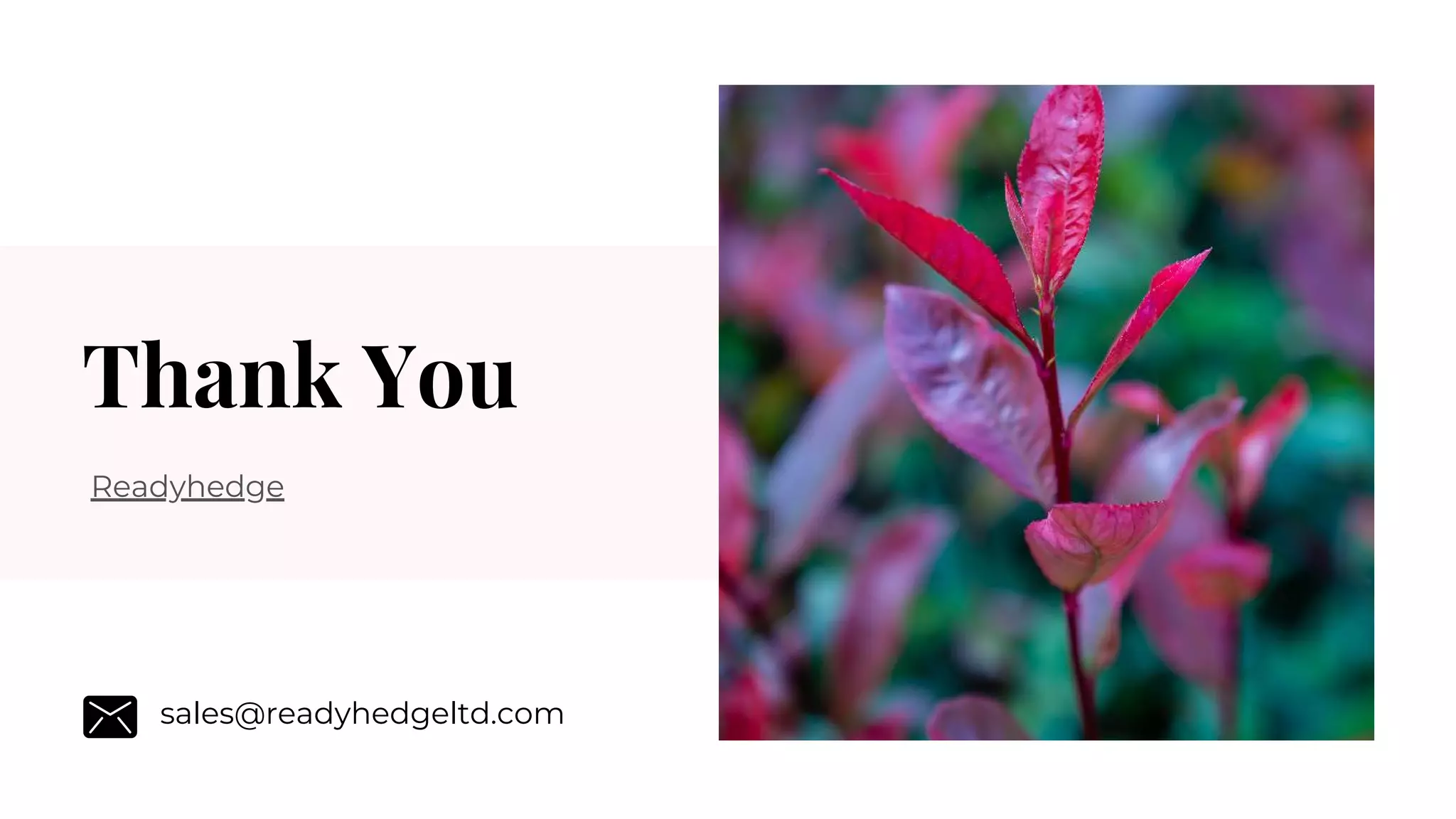 Troubleshooting Common Issues with Photinia Red Robin Plants.pdf ...