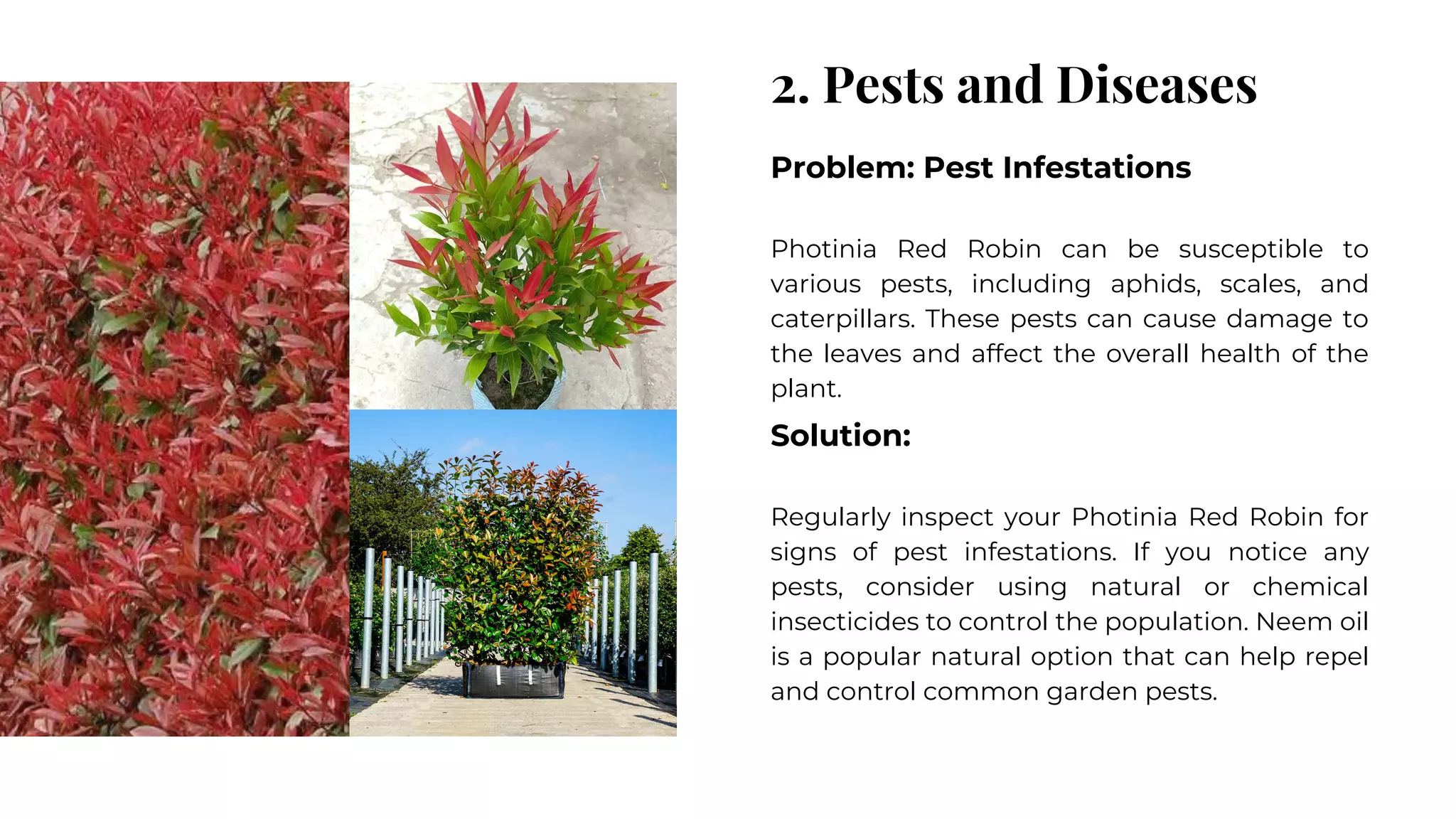Troubleshooting Common Issues with Photinia Red Robin Plants.pdf ...