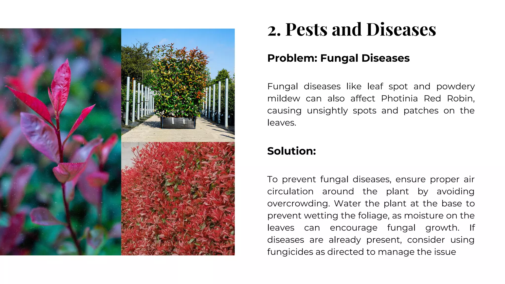 Troubleshooting Common Issues with Photinia Red Robin Plants.pdf ...