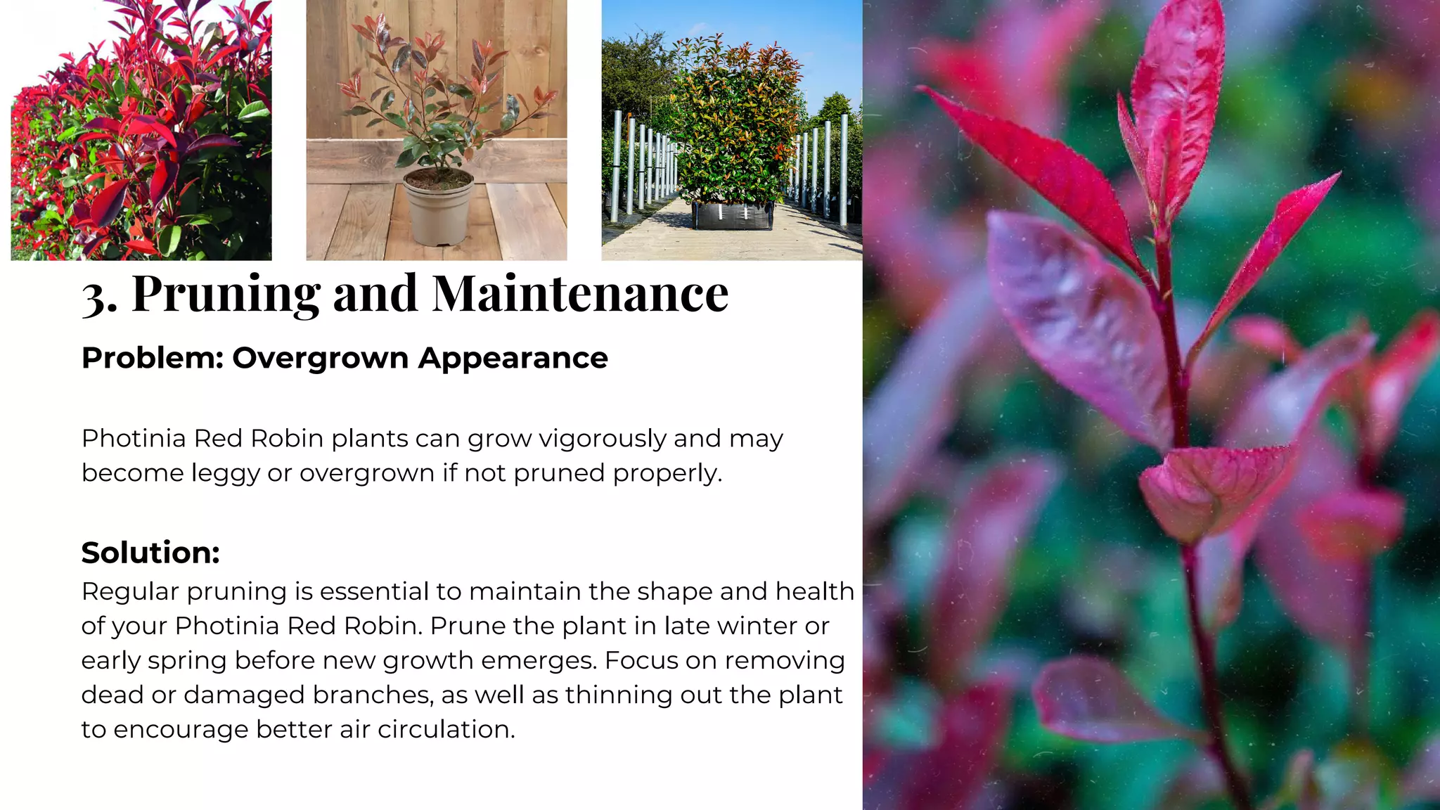 Troubleshooting Common Issues with Photinia Red Robin Plants.pdf ...