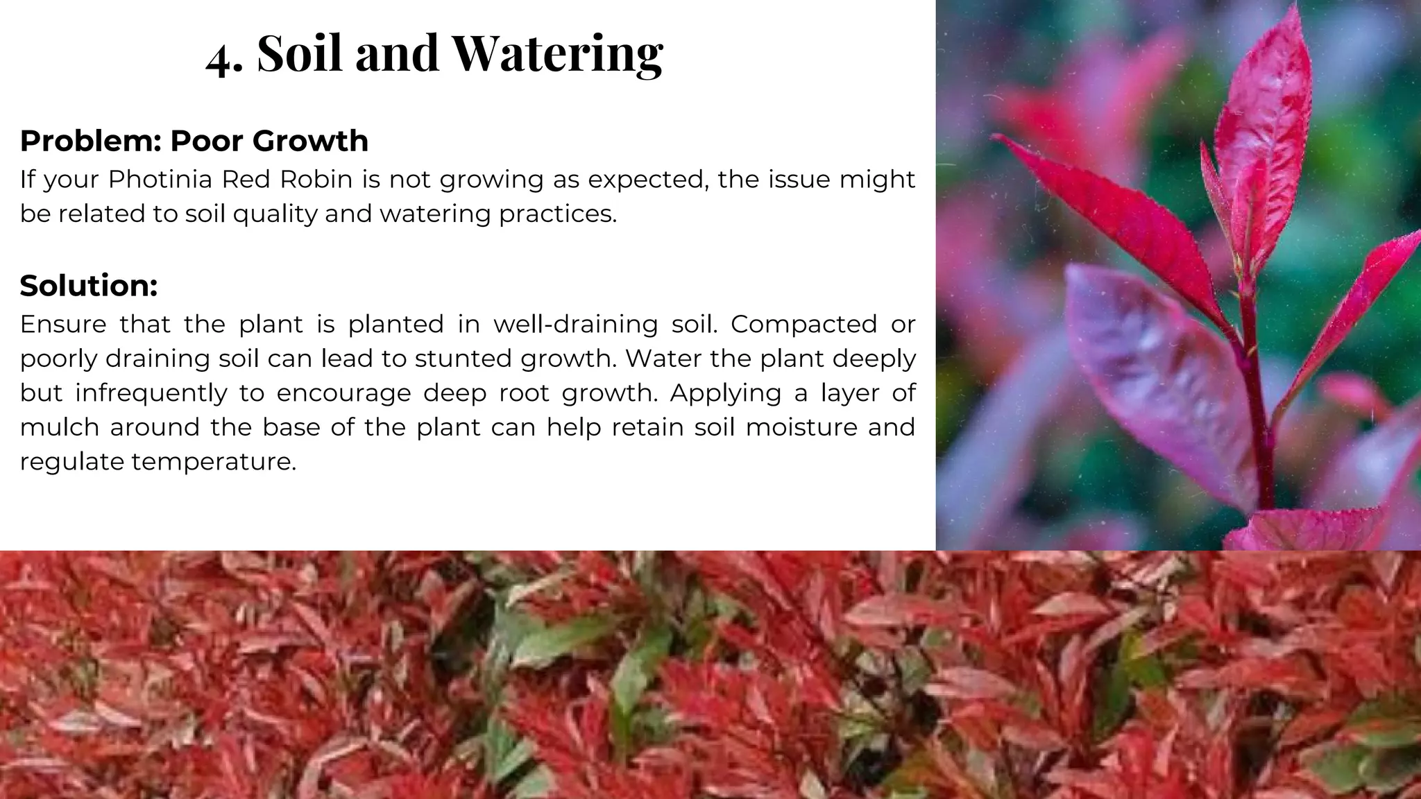 Troubleshooting Common Issues with Photinia Red Robin Plants.pdf ...