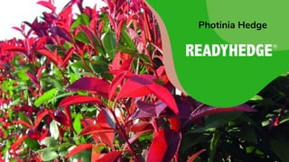 Troubleshooting Common Issues with Photinia Red Robin Plants.pdf ...