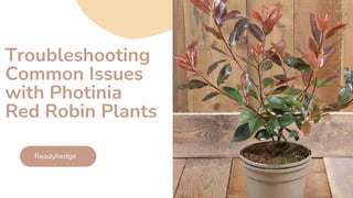 Troubleshooting Common Issues with Photinia Red Robin Plants.pdf ...