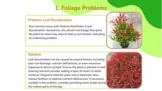 Troubleshooting Common Issues with Photinia Red Robin Plants.pdf