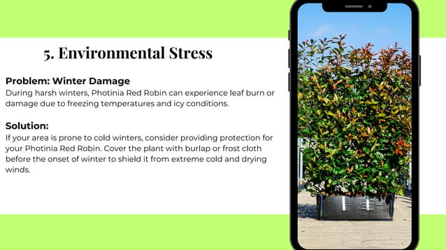 Troubleshooting Common Issues with Photinia Red Robin Plants.pdf