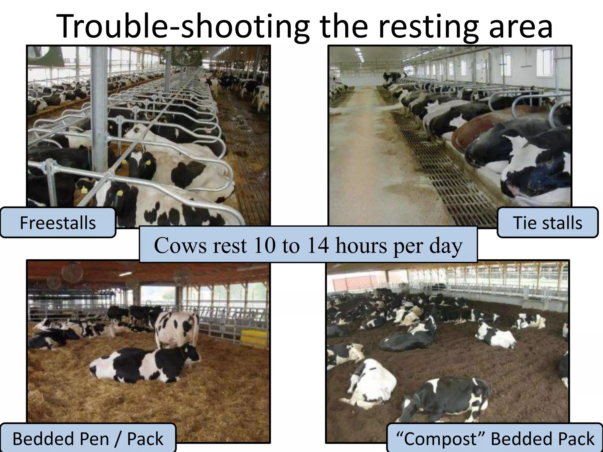 Troubleshooting Design-Based Cow Comfort Issues | PPTX
