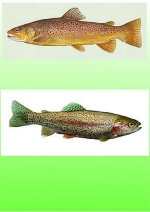 Trout | PDF