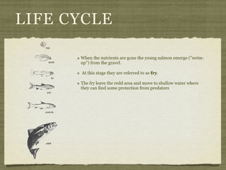 Trout in the classroom | PPT