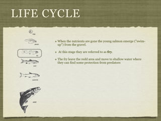 Trout in the classroom | PPT