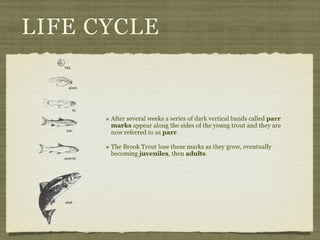 Trout in the classroom | PPT