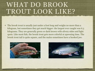 Trout in the classroom | PPT