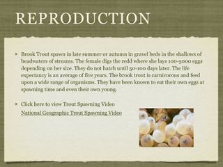 Trout in the classroom | PPT