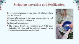 trout^J mahseer.pptx culture of trout and mahaeer | PPTX