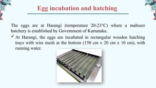 trout^J mahseer.pptx culture of trout and mahaeer | PPTX