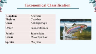 trout^J mahseer.pptx culture of trout and mahaeer | PPTX