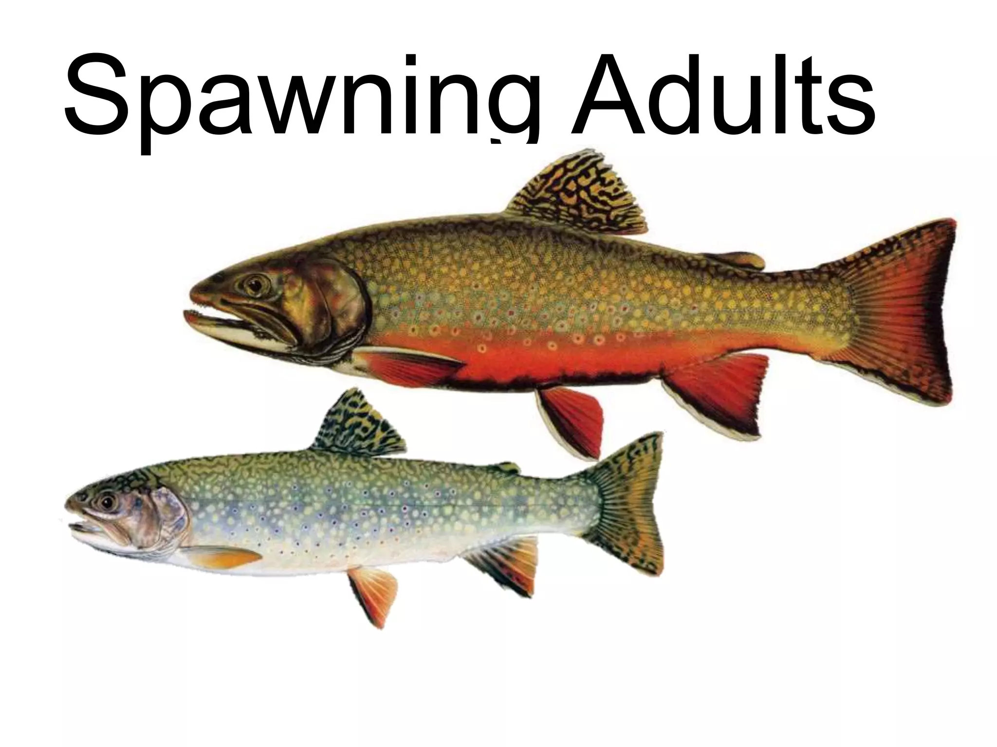Trout life cycle_presentation | PPT