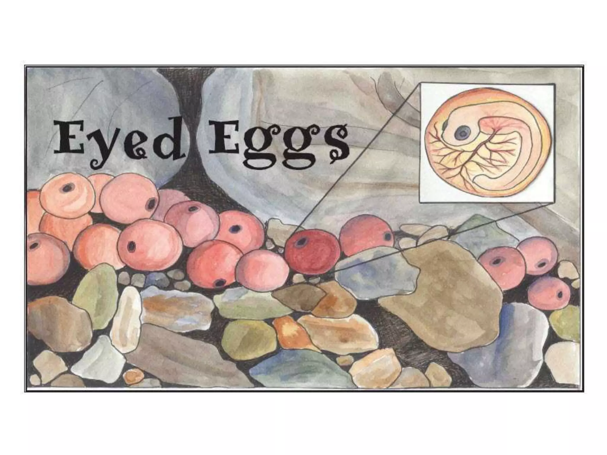 Trout life cycle_presentation | PPT