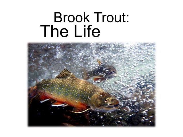 Trout life cycle_presentation | PPT