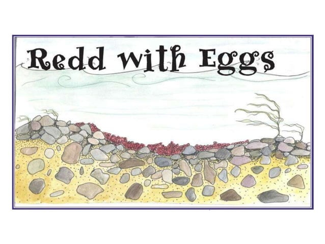 Trout life cycle_presentation | PPT