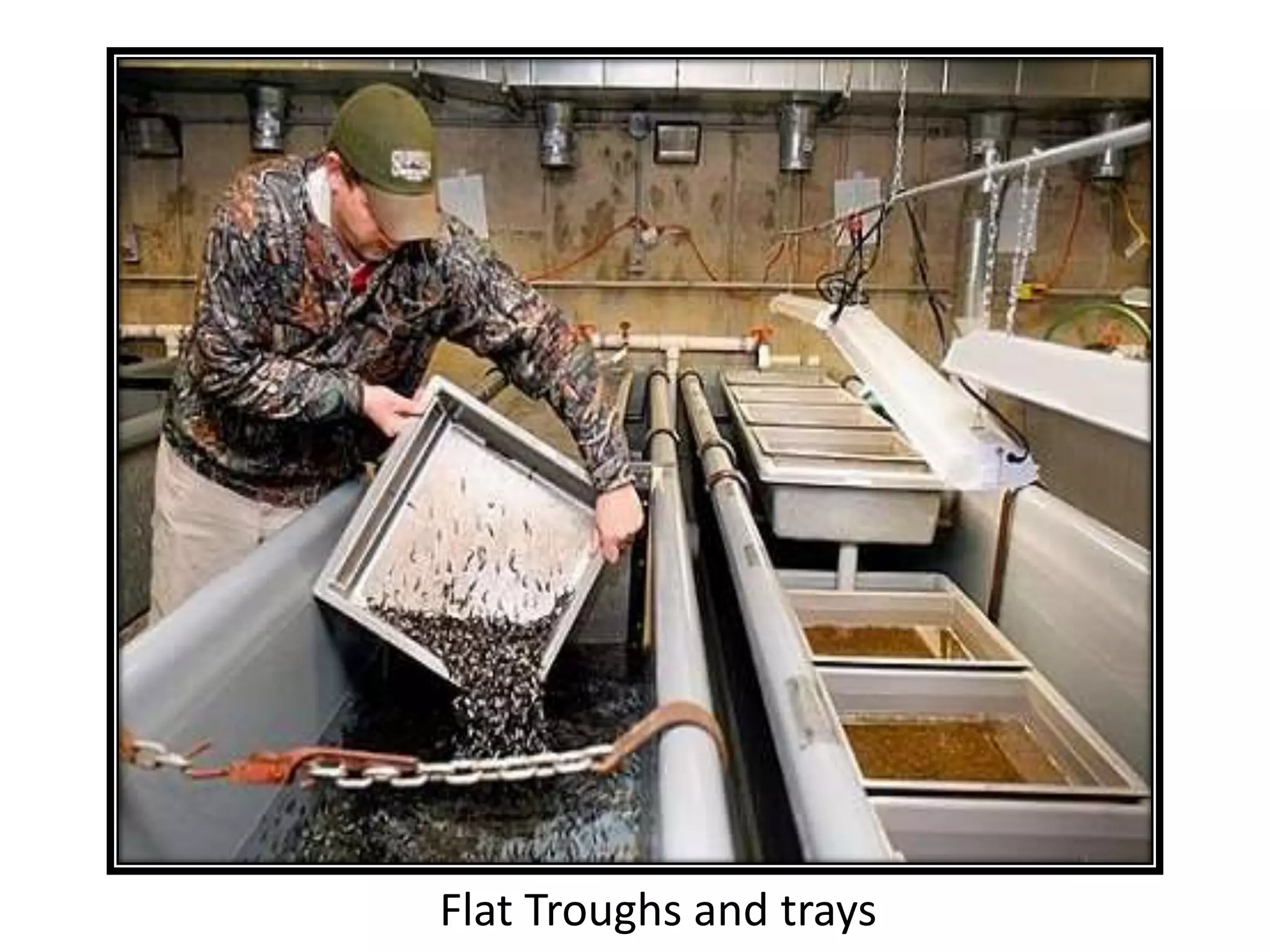 Hatchery management of Trout & present status in india ,ritesh | PPTX