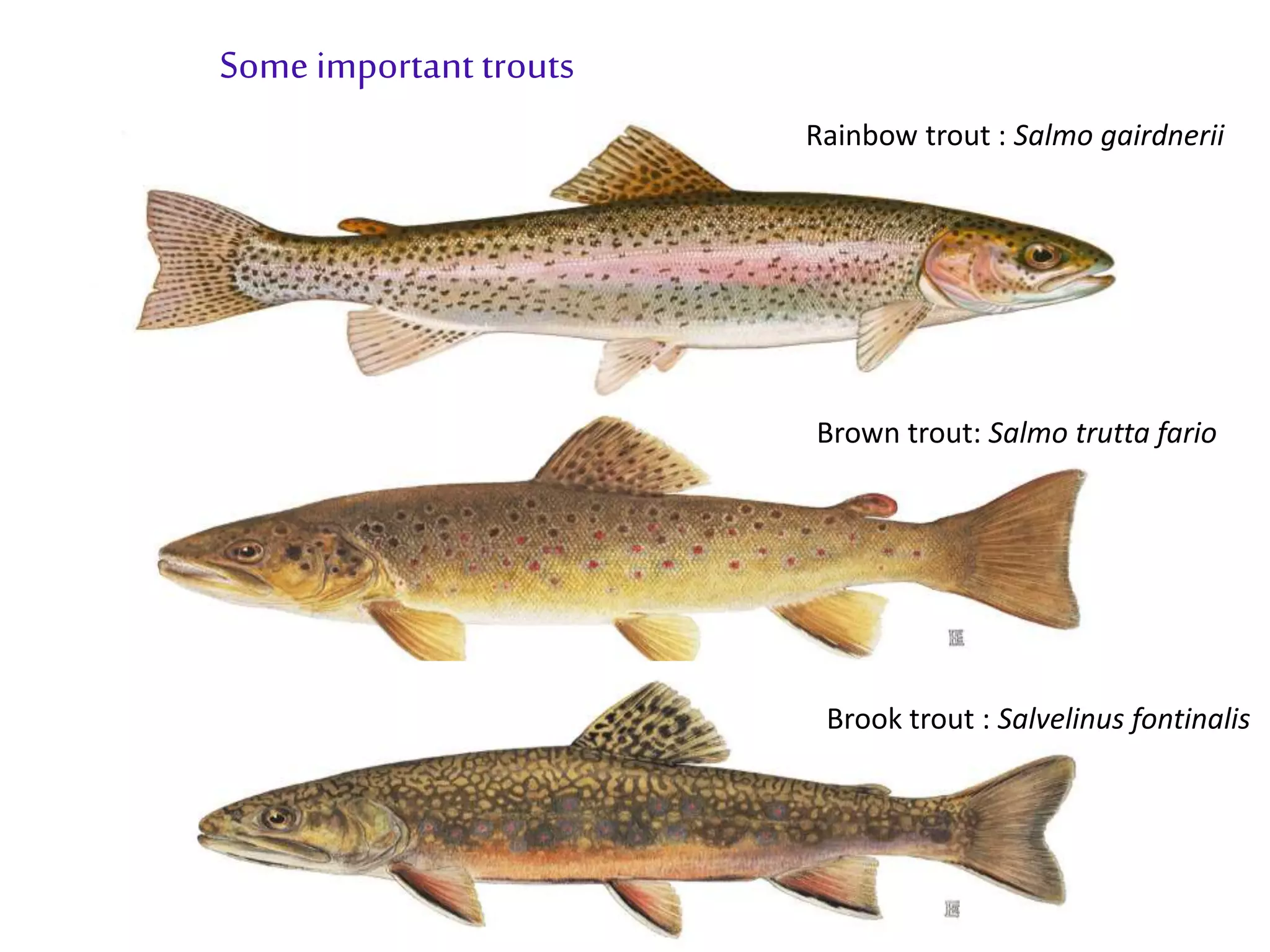 Hatchery management of Trout & present status in india ,ritesh | PPTX