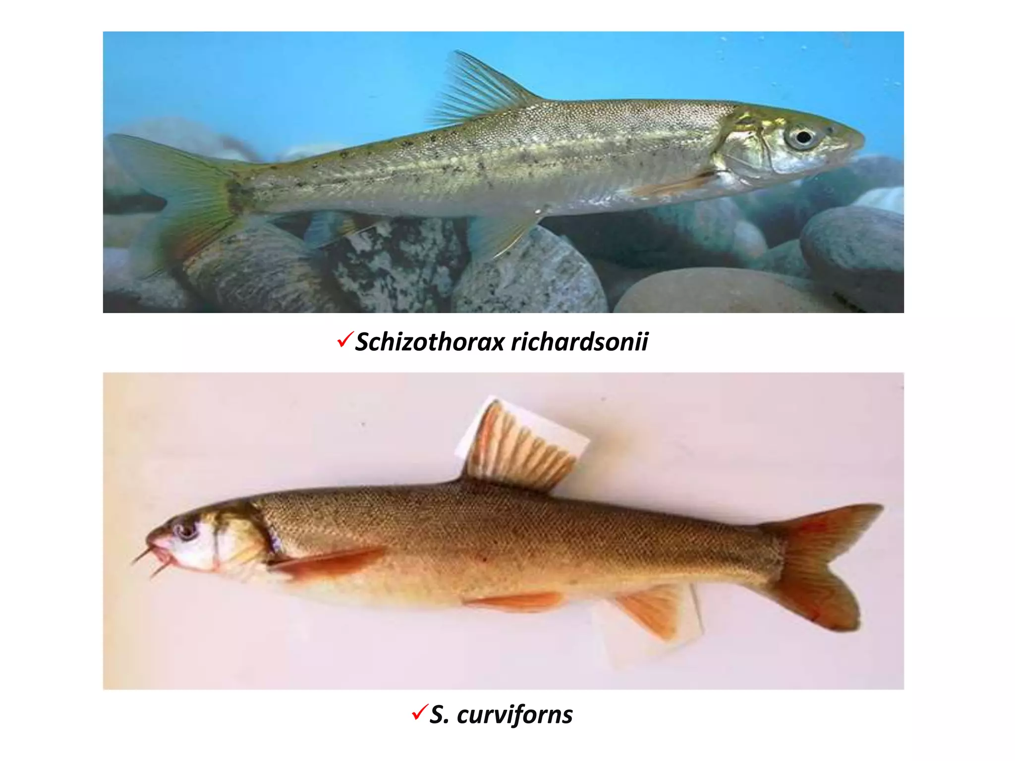 Hatchery management of Trout & present status in india ,ritesh | PPTX