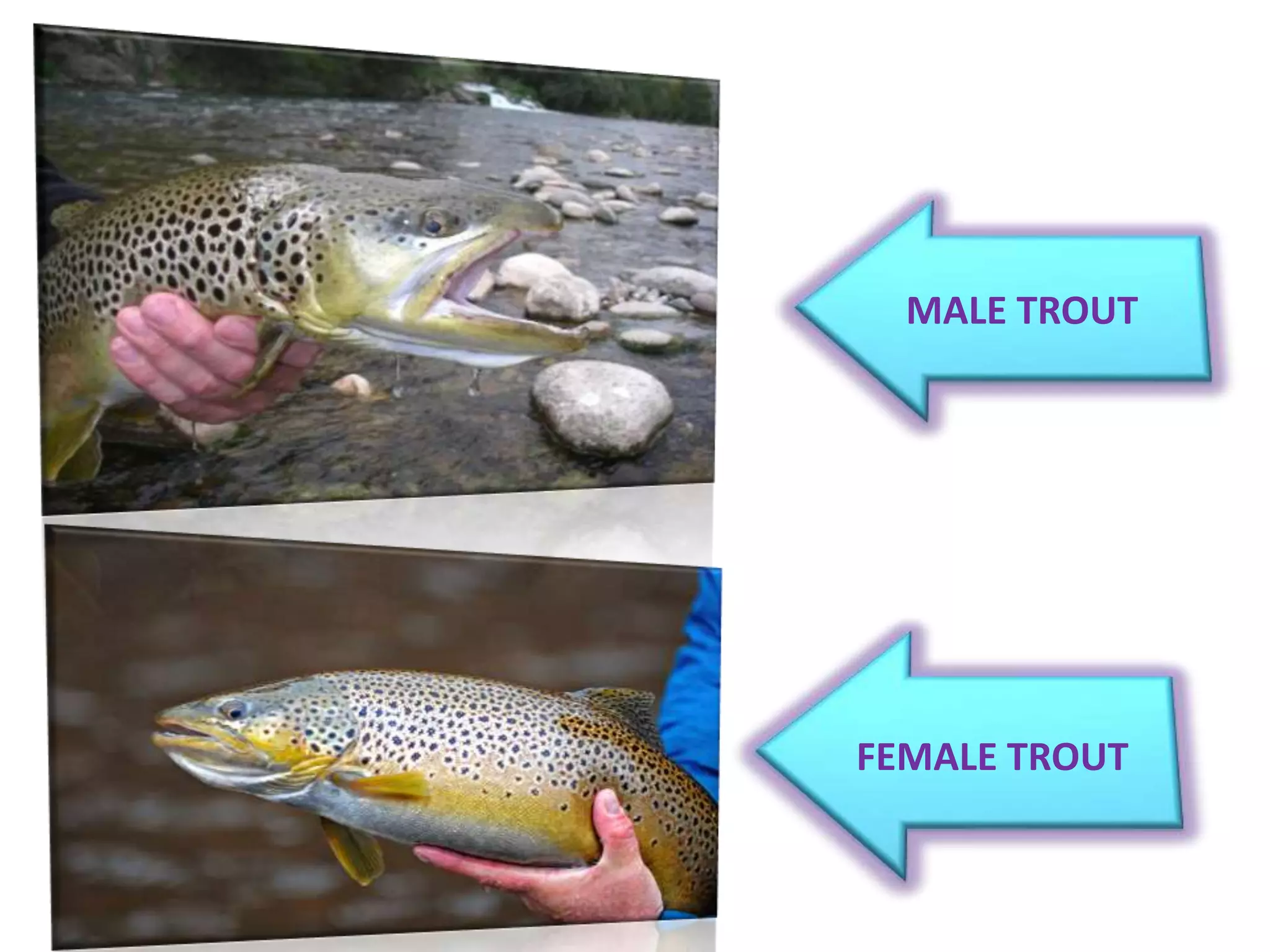 Hatchery management of Trout & present status in india ,ritesh | PPTX