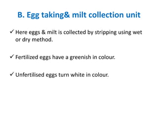 Hatchery management of Trout & present status in india ,ritesh | PPTX