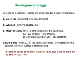 Hatchery management of Trout & present status in india ,ritesh | PPTX