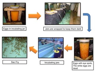 Hatchery management of Trout & present status in india ,ritesh | PPTX