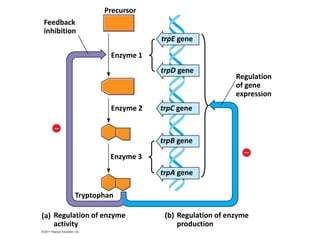 Tryptophan Operon | PPTX