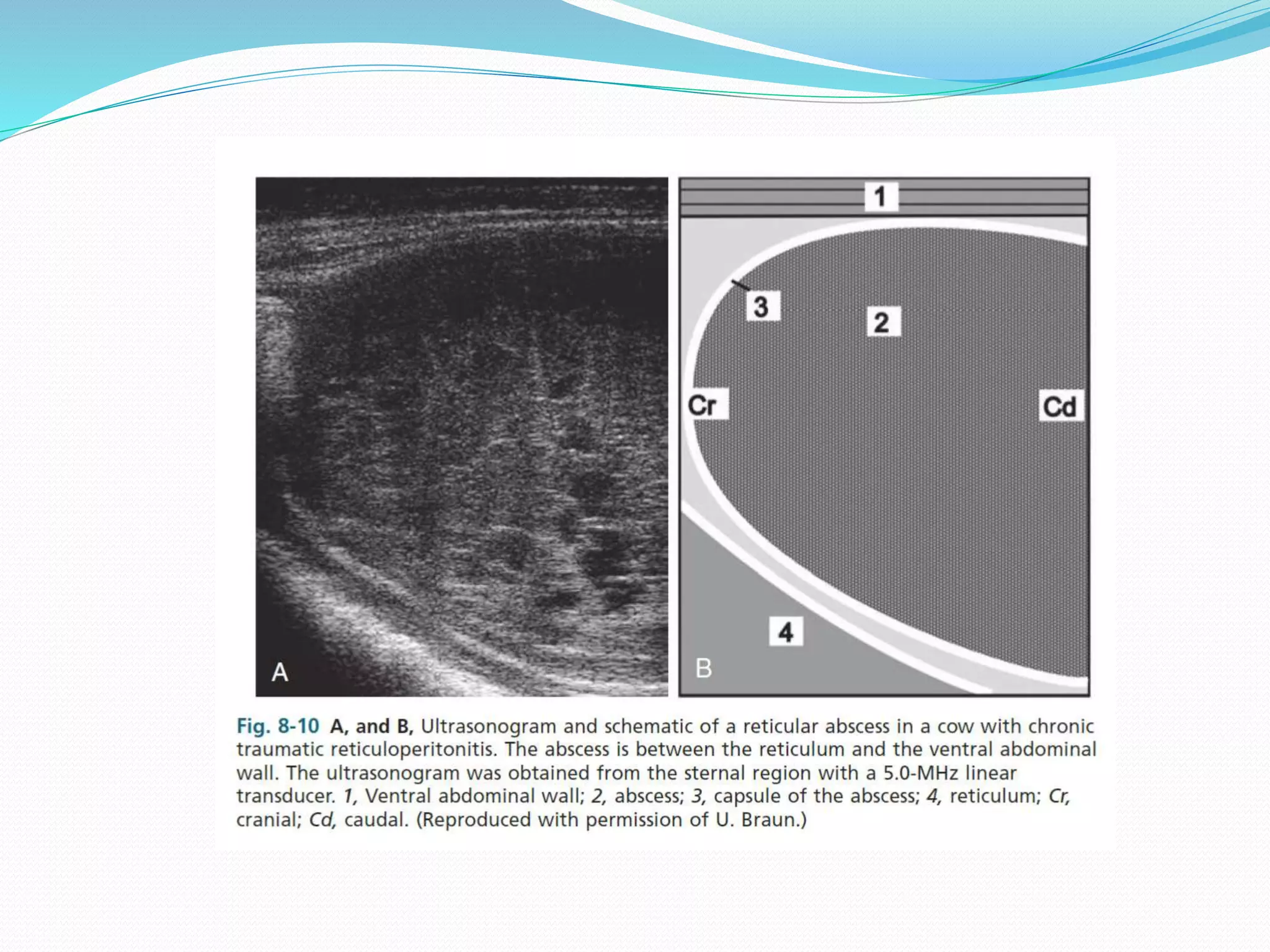 Traumatic reticuloperitonitis , traumatic pericarditis | PPTX
