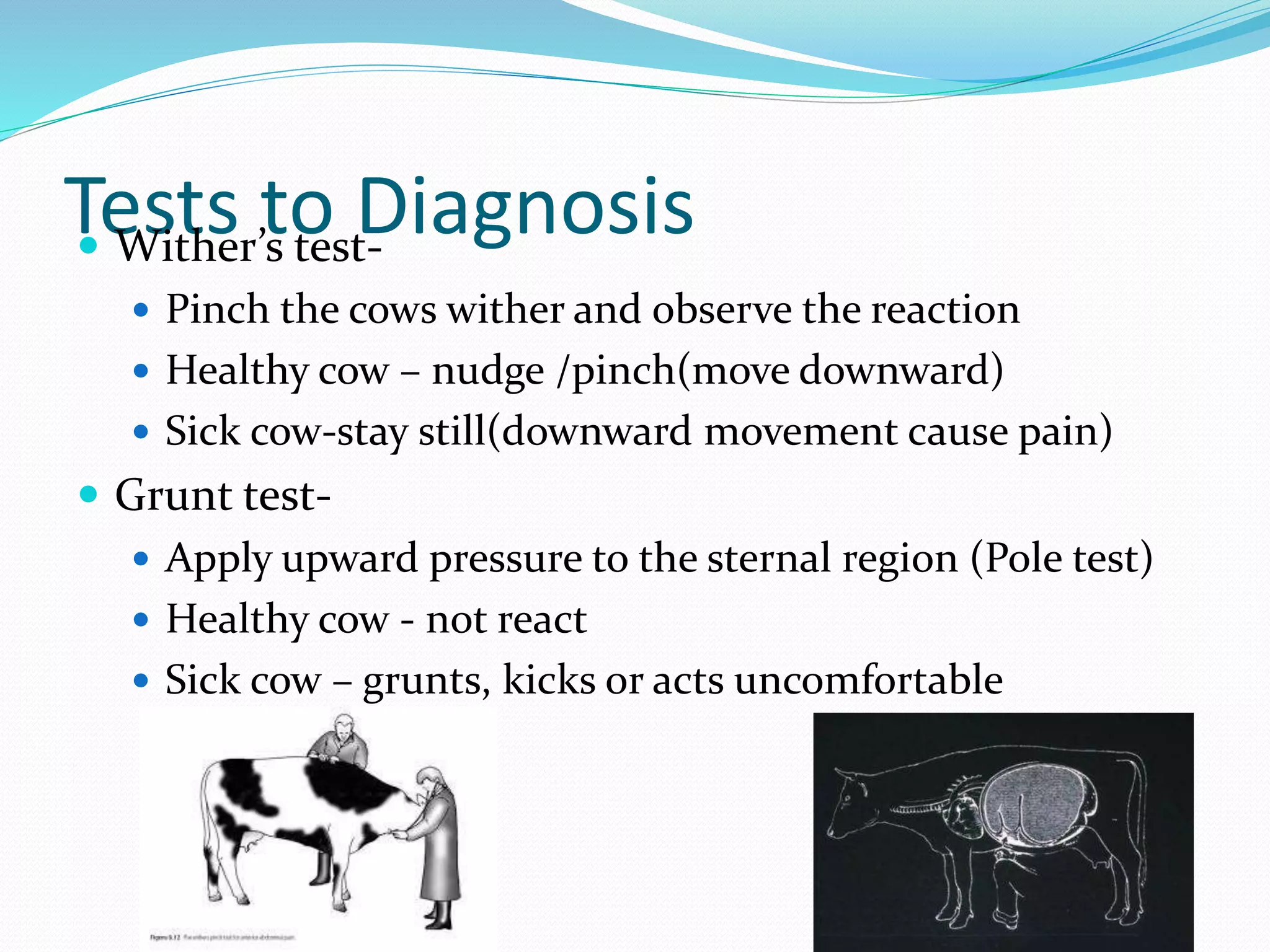 Traumatic reticuloperitonitis , traumatic pericarditis | PPTX