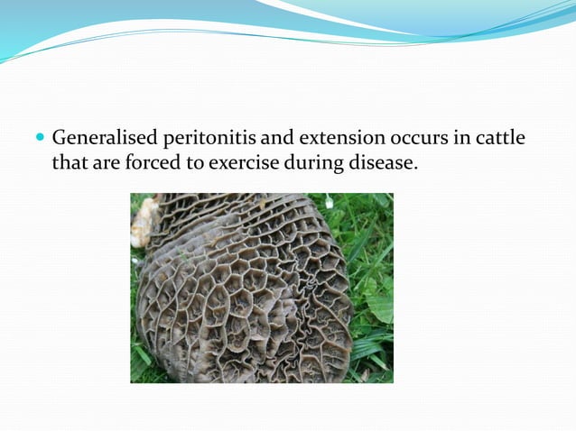 Traumatic reticuloperitonitis , traumatic pericarditis | PPTX