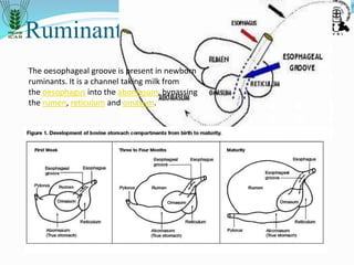 Traumatic reticuloperitonitis , traumatic pericarditis | PPTX